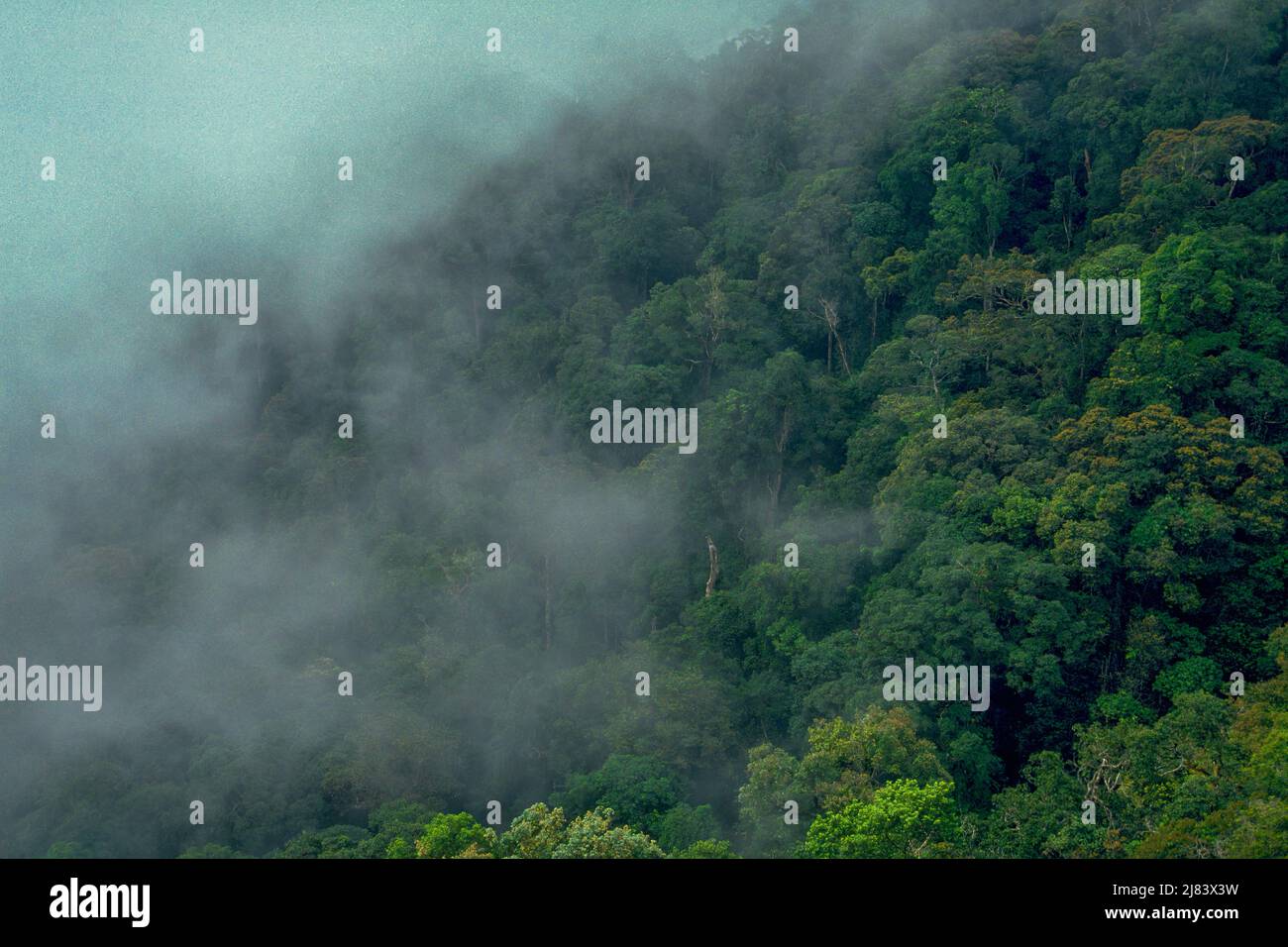 Rainforest, Mt. Kinabalu National Park, Borneo, Malaysia Stock Photo ...