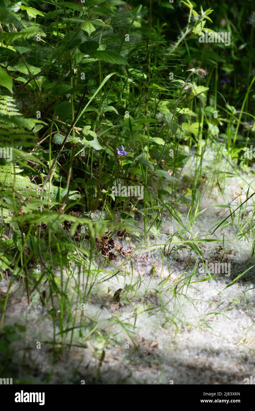 Fluffy seed pod hi-res stock photography and images - Alamy