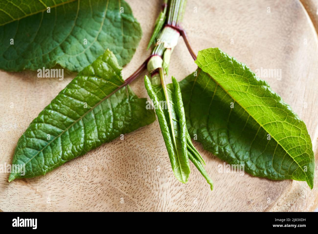 Japanese knotweed food hi-res stock photography and images - Alamy