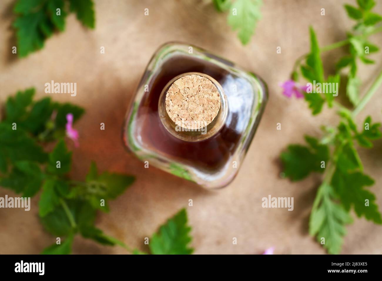 A bottle of herbal tincture with blooming herb-Robert or Geranium ...