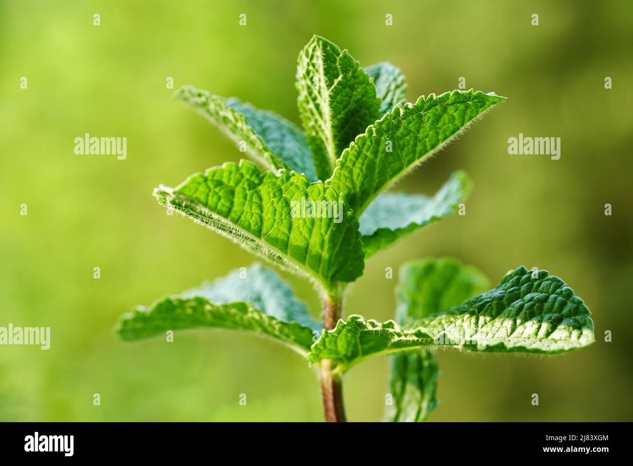 Fresh peppermint plant growing outdoors in spring Stock Photo - Alamy