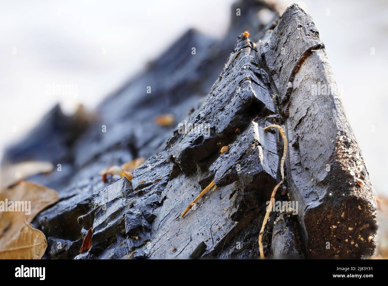 Burned wood log hi-res stock photography and images - Alamy