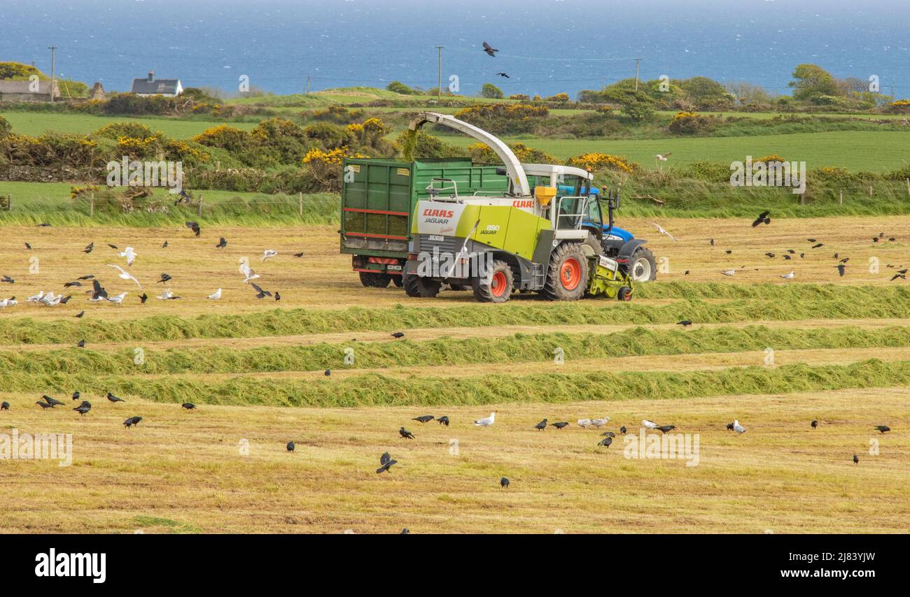 Butlerstown co cork hi-res stock photography and images - Alamy