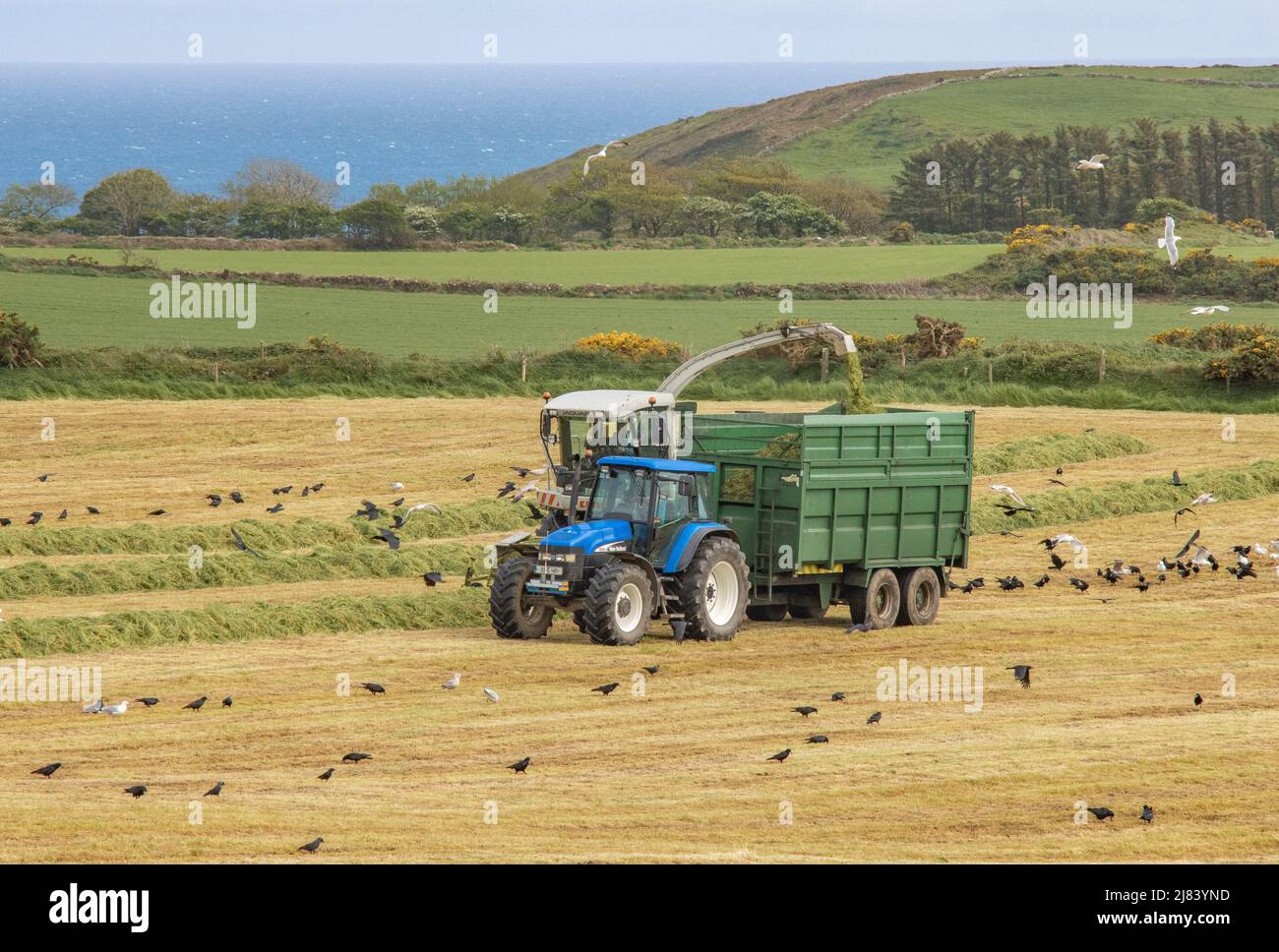 Butlerstown co cork hi-res stock photography and images - Alamy