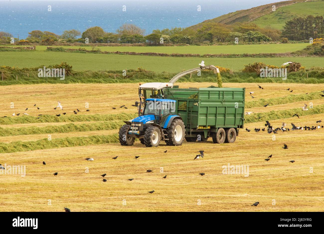 Butlerstown co cork hi-res stock photography and images - Alamy