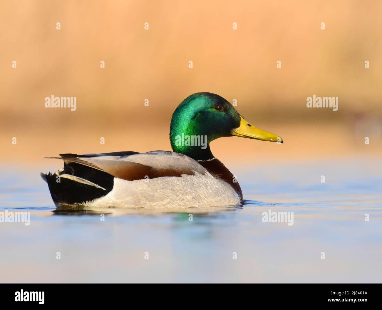 A Mallard duck during spring at Seedskadee National Wildlife Refugee in ...