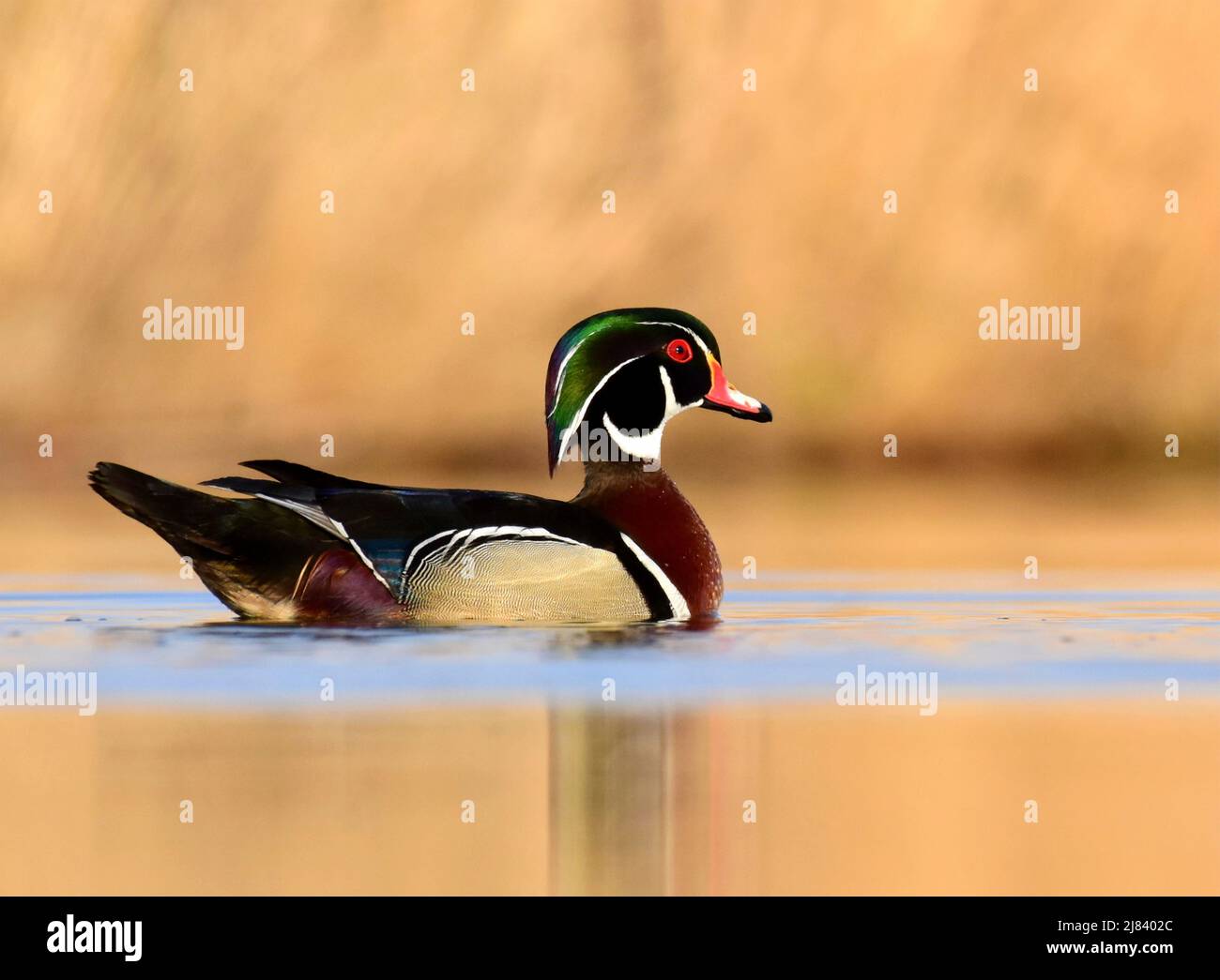 Breeding duck hi-res stock photography and images - Alamy