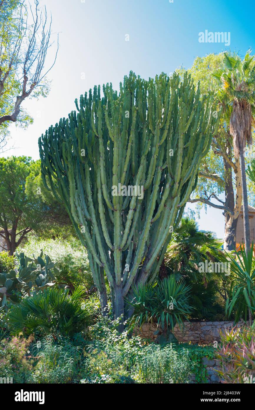 Cactus Euphorbia Royleana