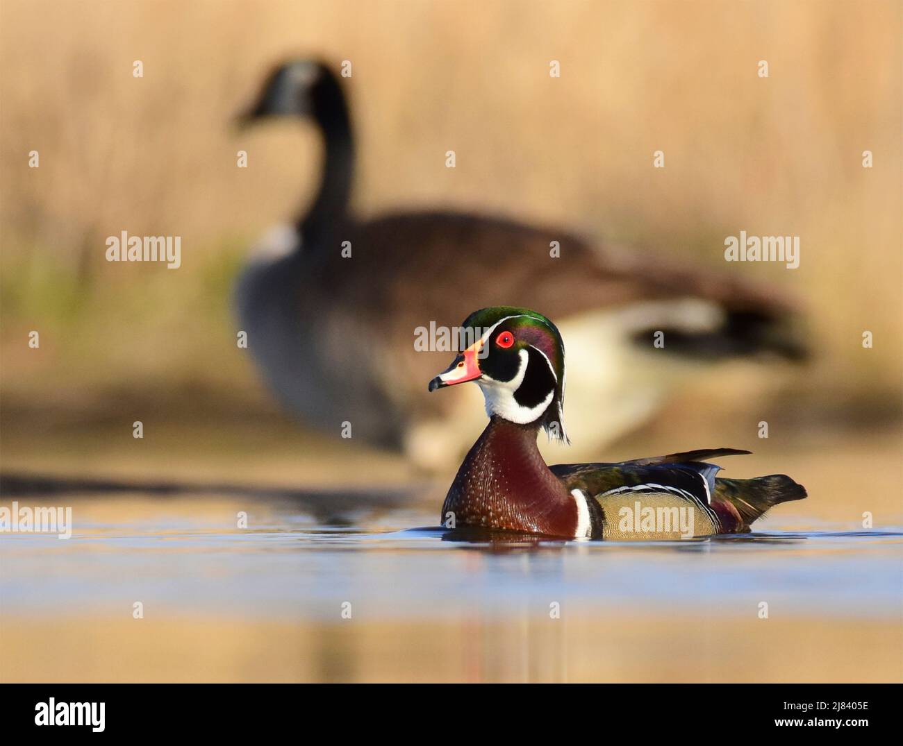 A drake wood duck in breeding plumage during spring at Seedskadee ...