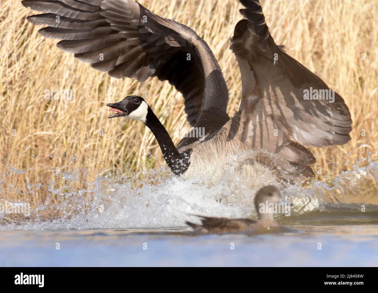 Territorial during nesting hi-res stock photography and images - Alamy
