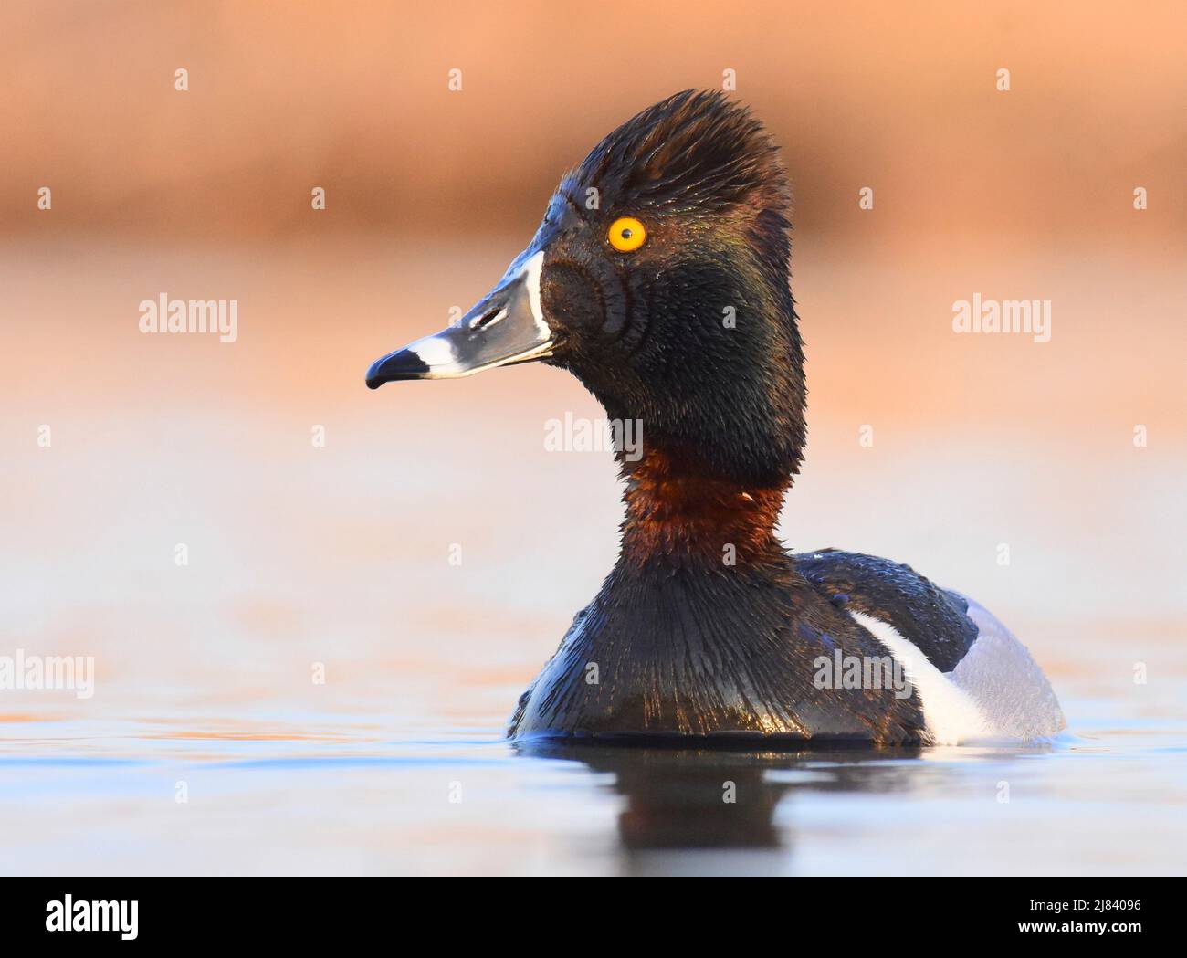 A drake Ring necked duck swims during spring at Seedskadee National ...