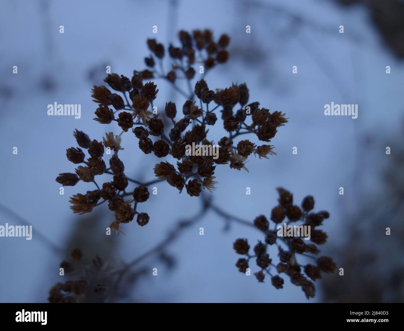 The withered flowers of summer create color in the winter snow Stock ...