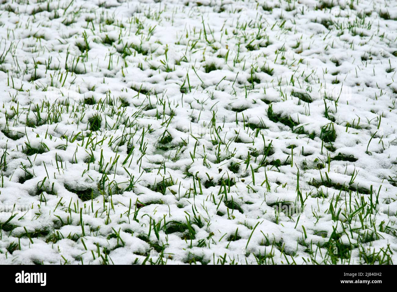 seasonal nature background snow covered green lawn Stock Photo - Alamy