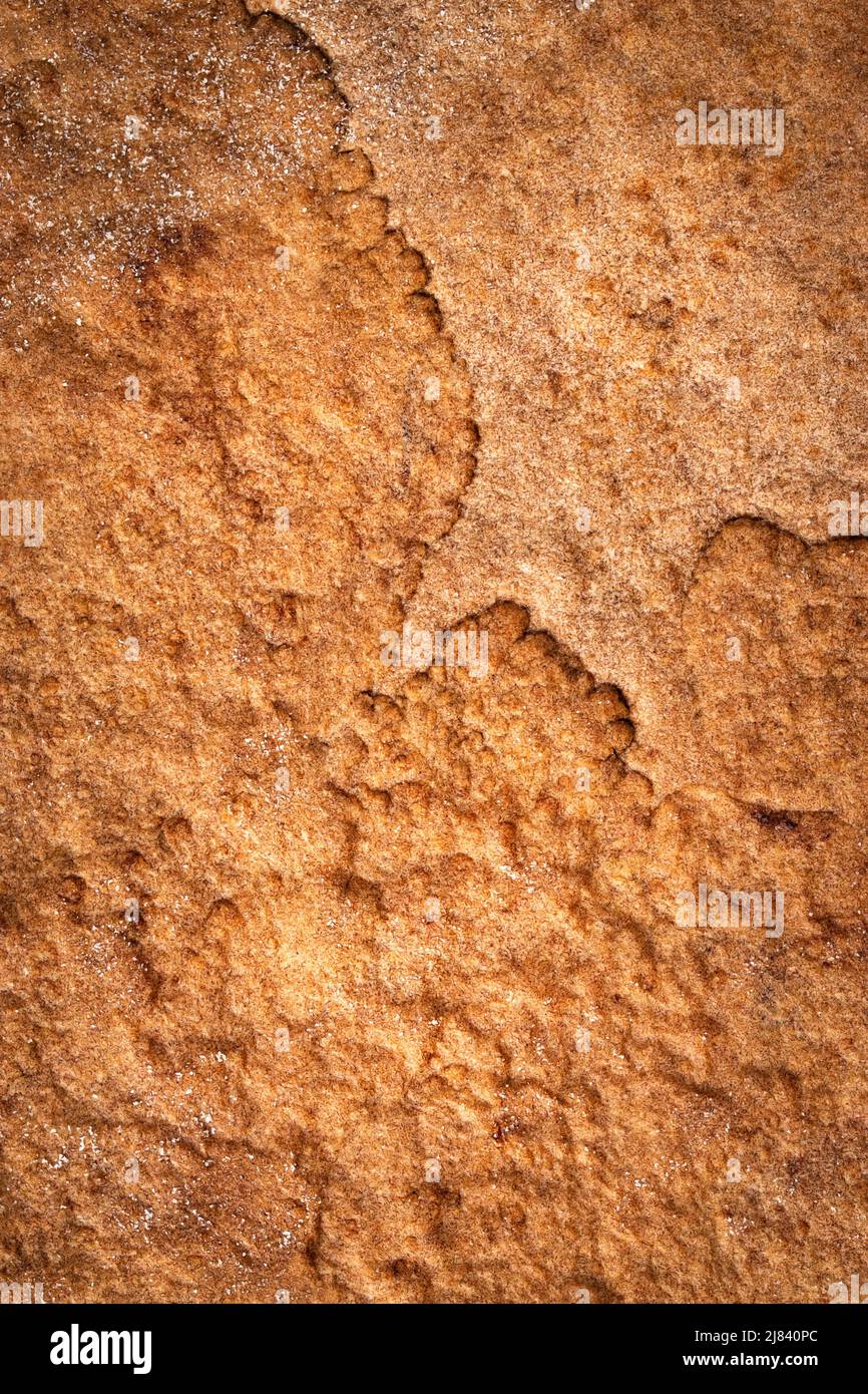 food abstract background or texture honey baked plate Stock Photo - Alamy