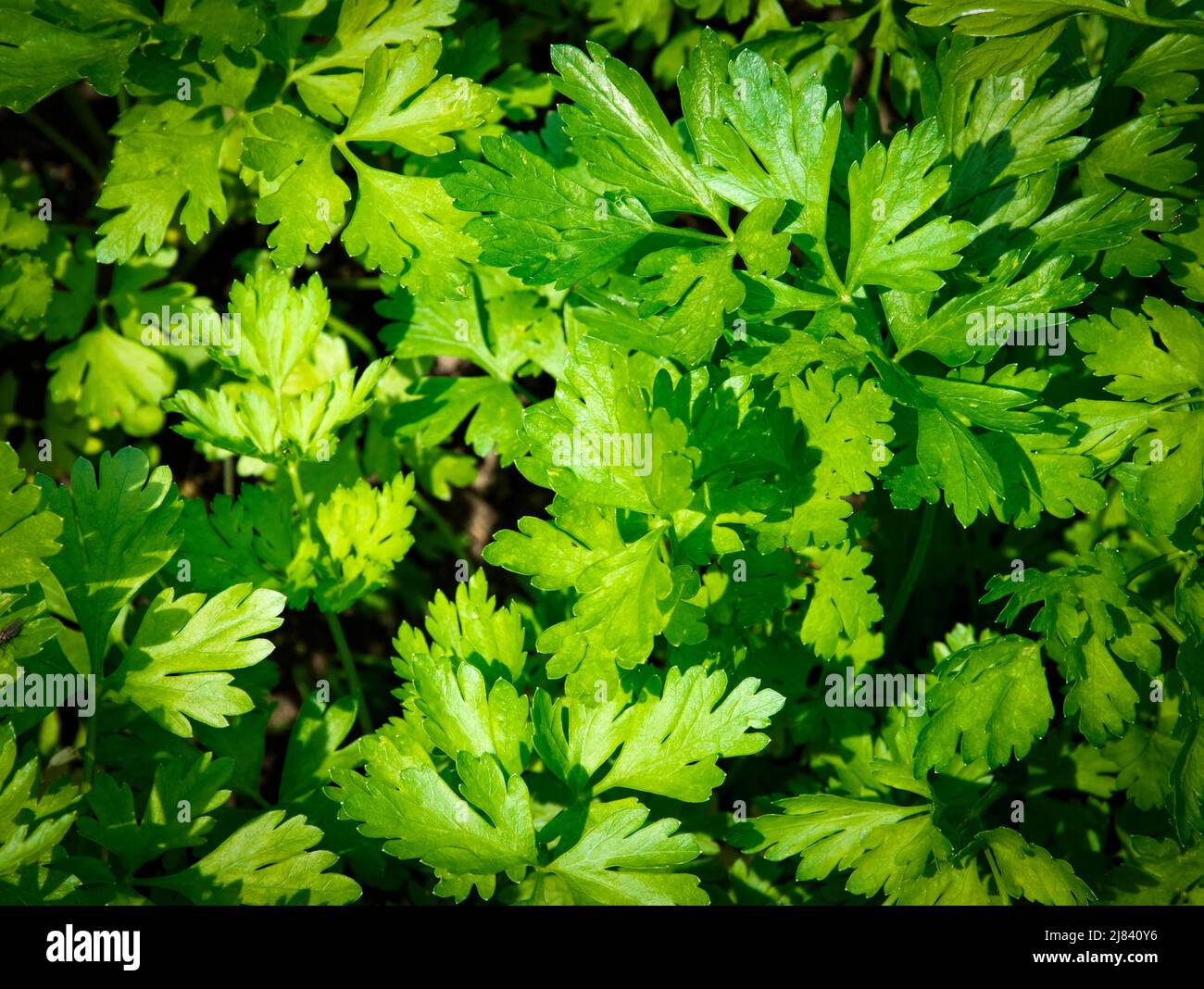 background or texture to smell green parsley Stock Photo - Alamy