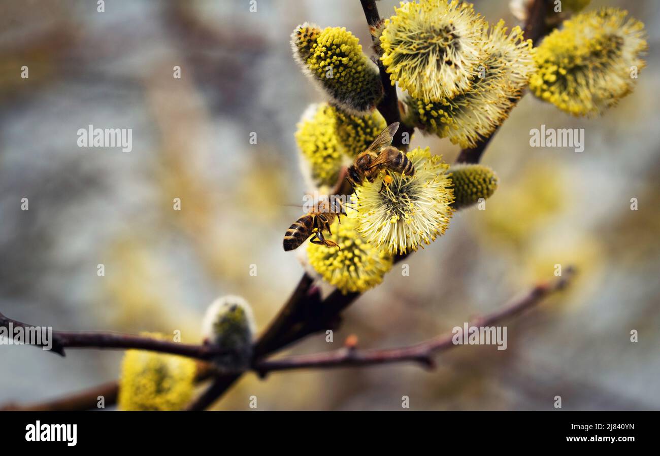 nature seasonal background two bees are feeding on willow Stock Photo ...