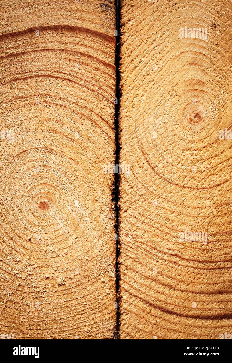 background or texture two spruce boards with annual rings Stock Photo ...