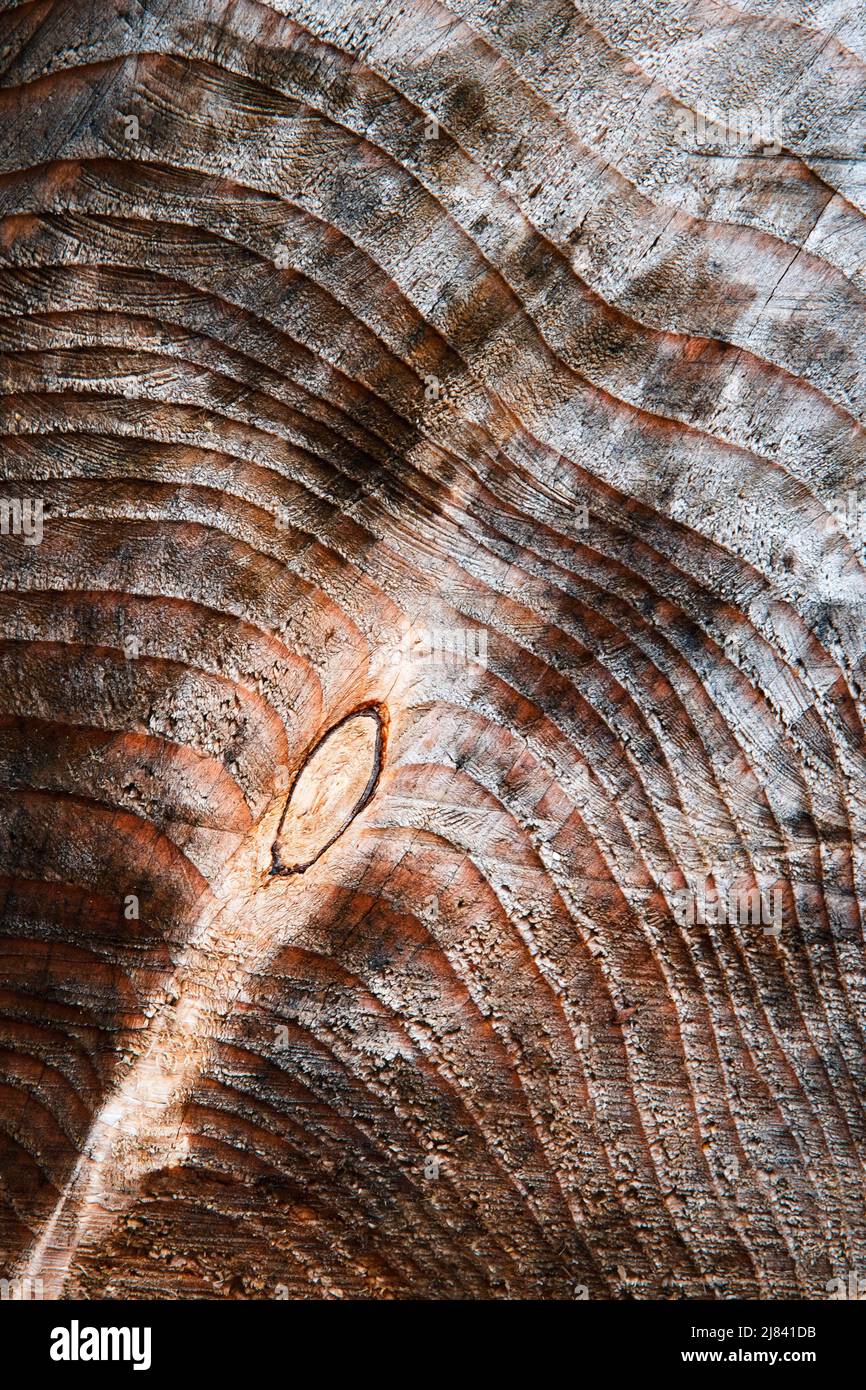 abstract texture wooden dark background with tree rings Stock Photo - Alamy