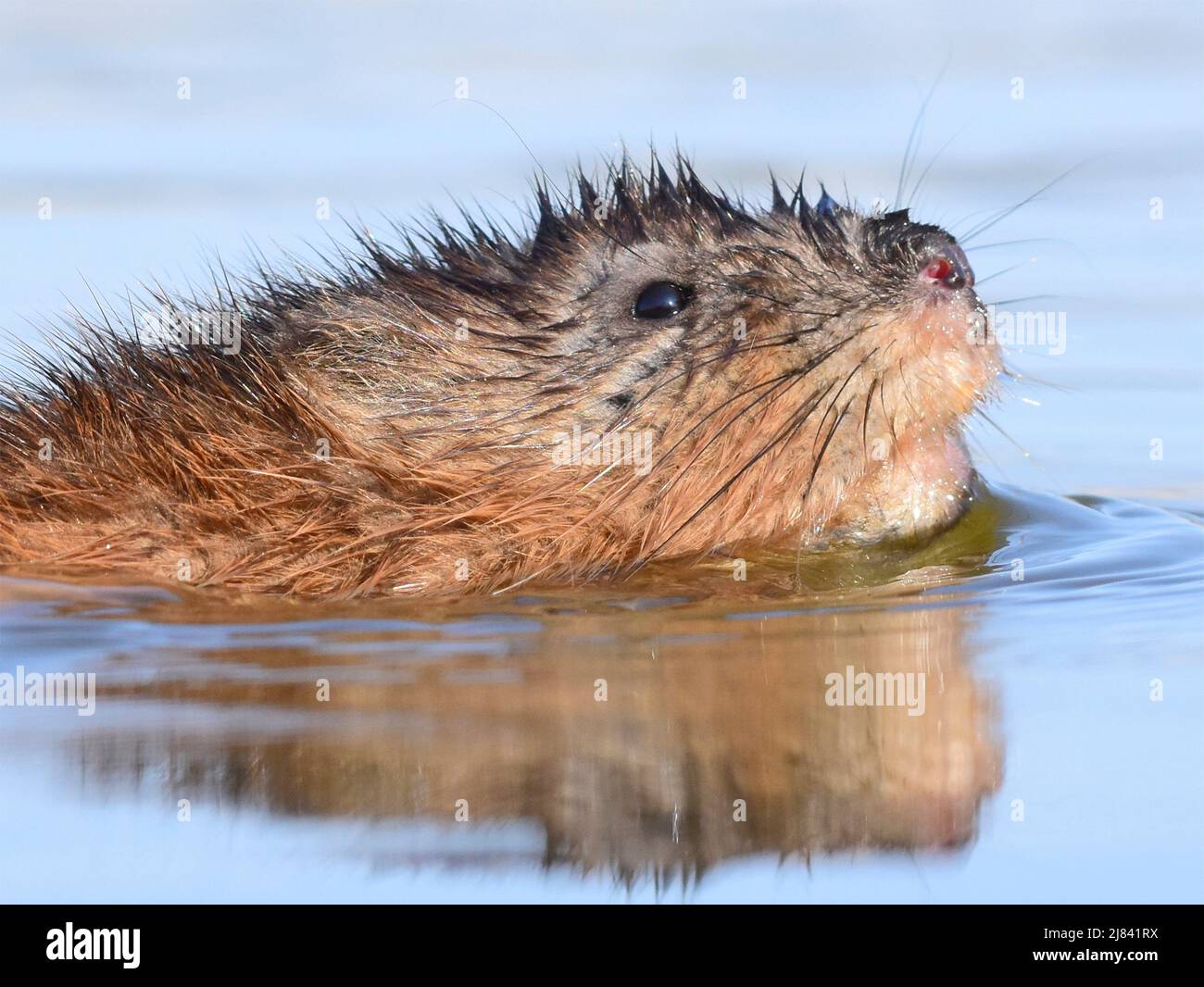 A Muskrat swims across a pond during spring at Seedskadee National ...