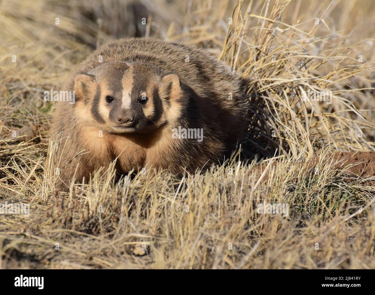 An American Badger at the Arapaho National Wildlife Refugee in Jackson ...