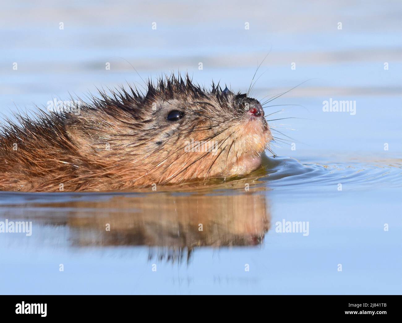 A Muskrat swims across a pond during spring at Seedskadee National ...