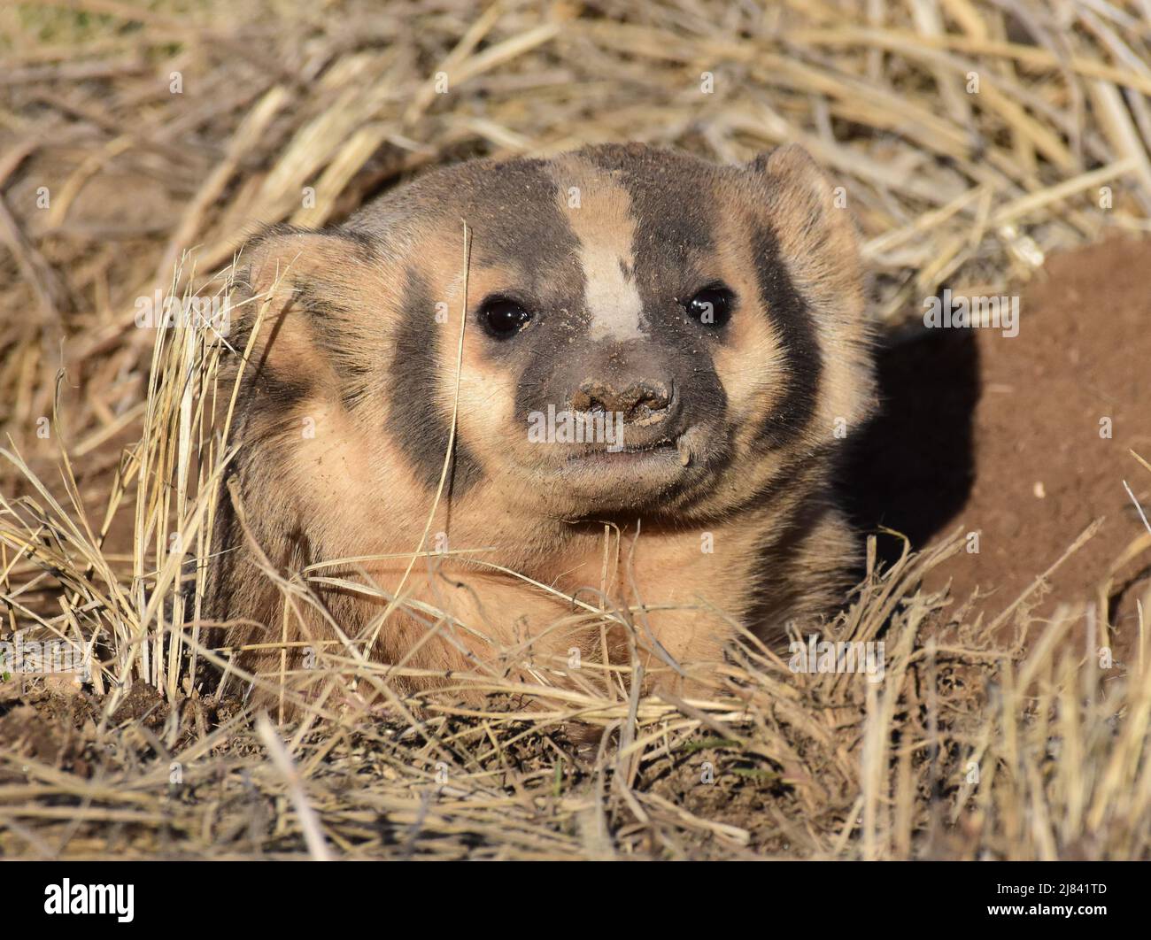Arapaho national wildlife refugee hi-res stock photography and images ...
