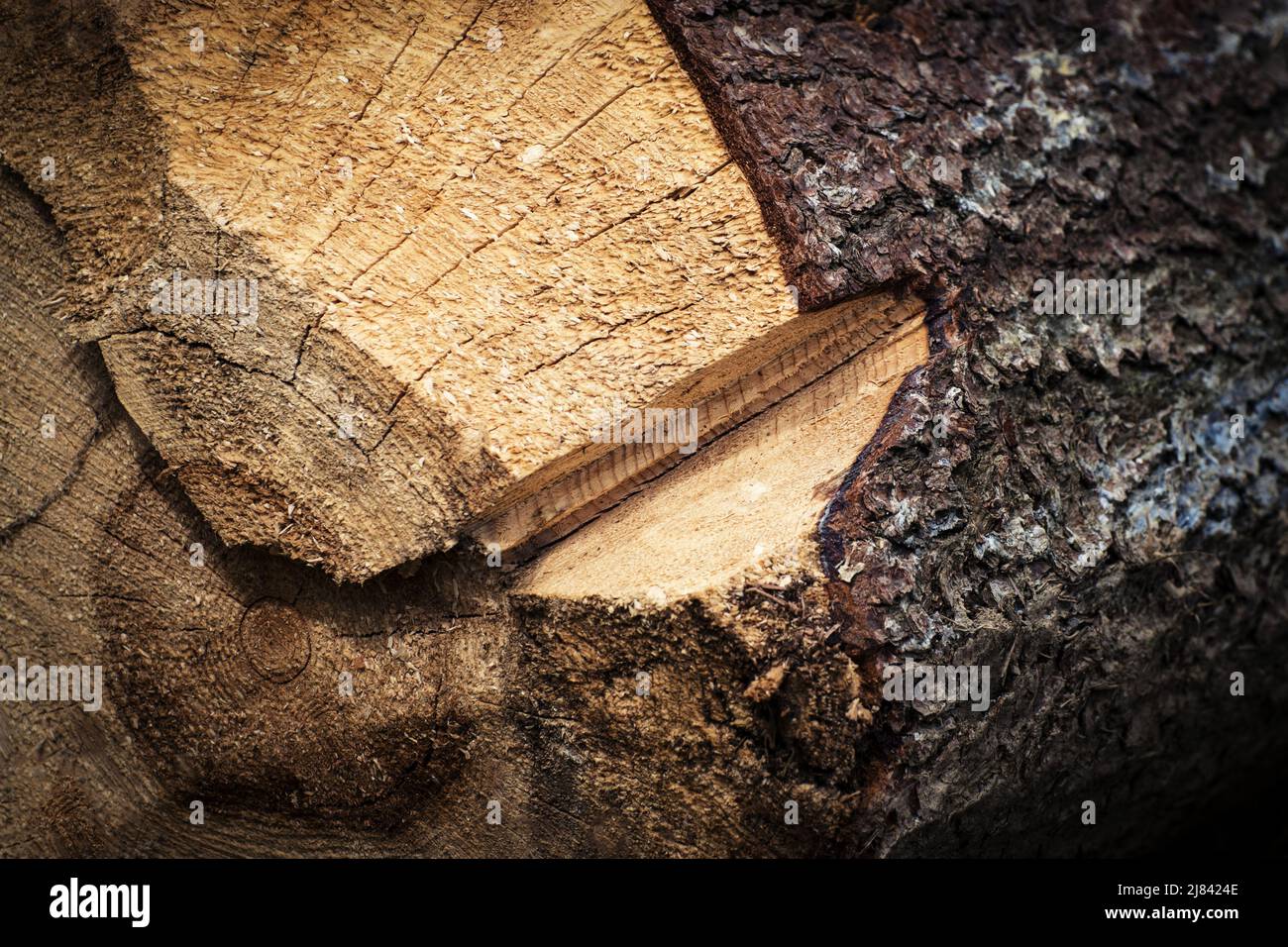 background or texture a detail of the cutting of spruce timber Stock ...