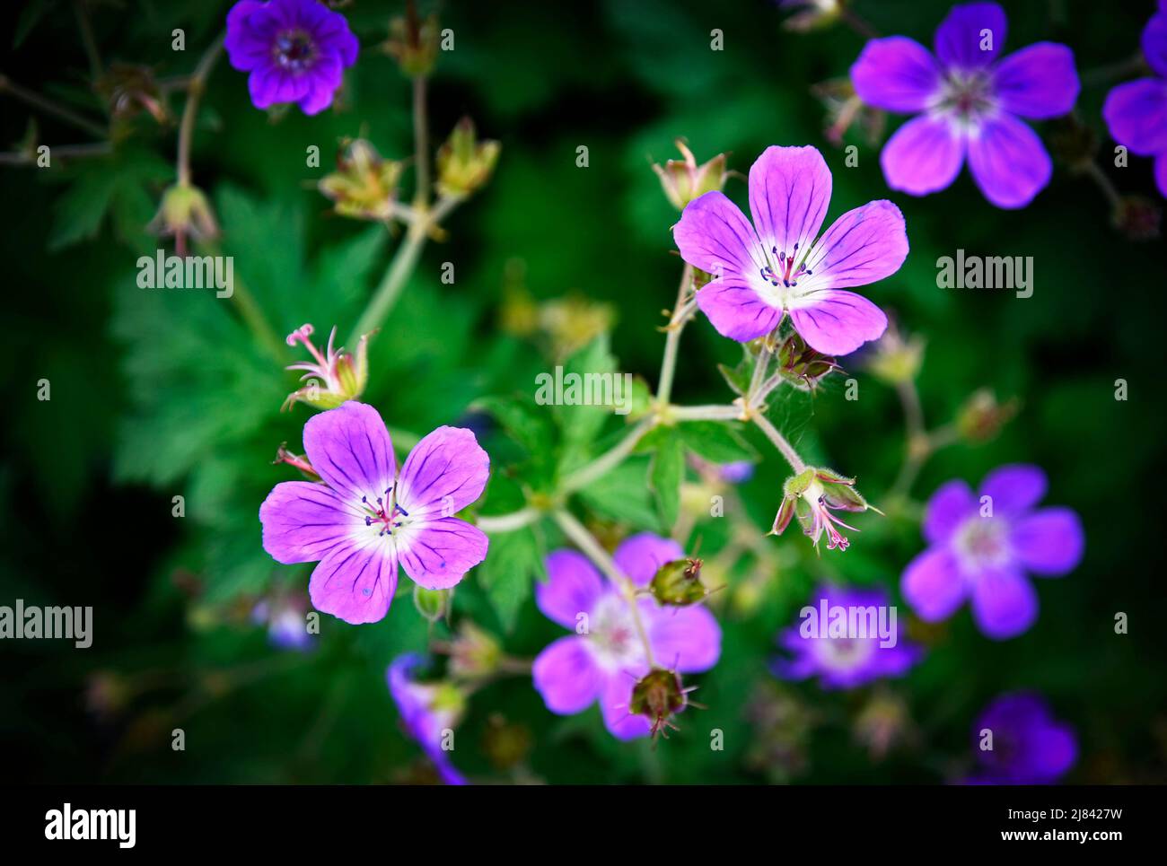 nature background a group of purple small flowers Stock Photo - Alamy