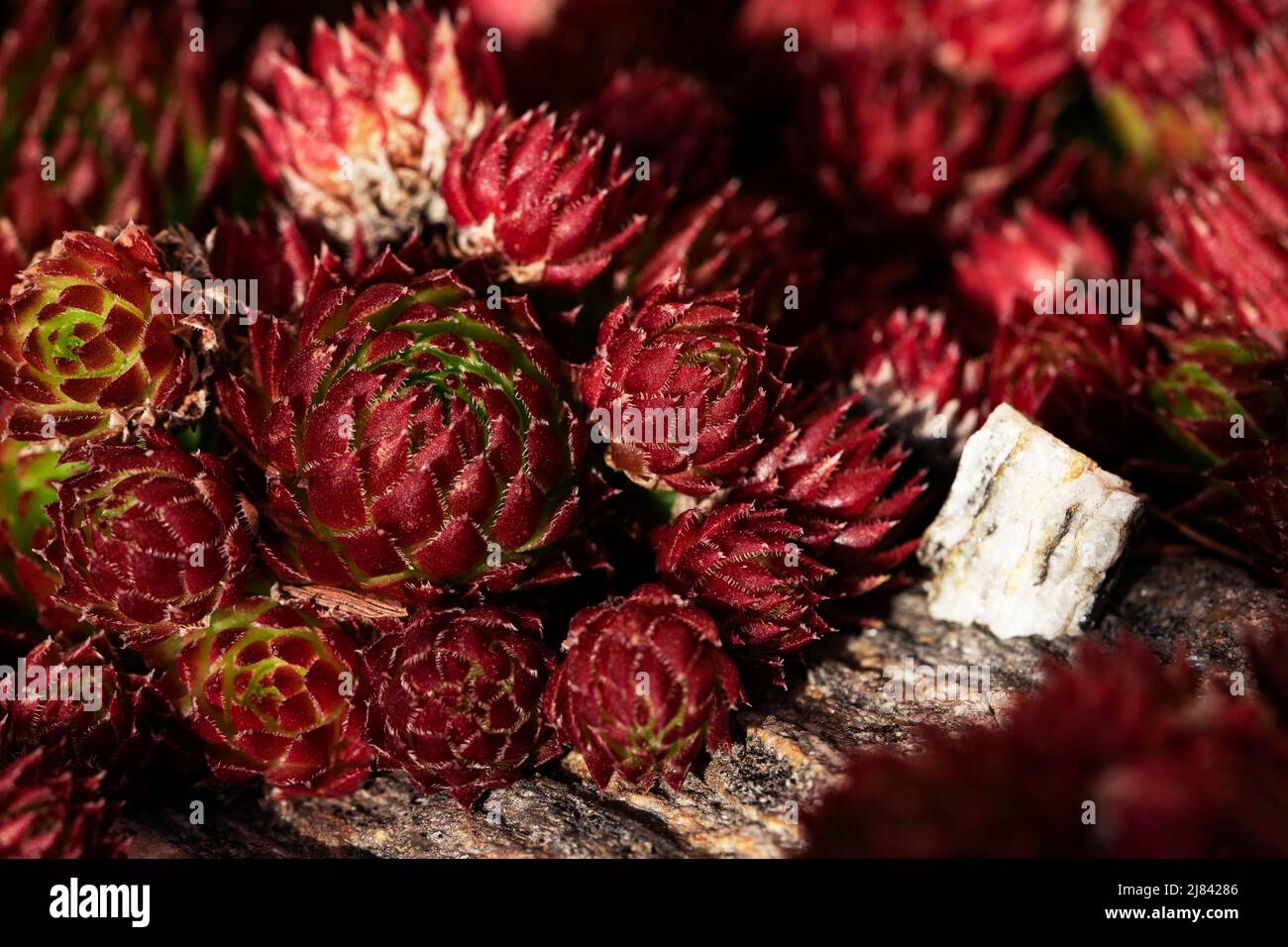 nature background details on a group of rock roses Stock Photo - Alamy