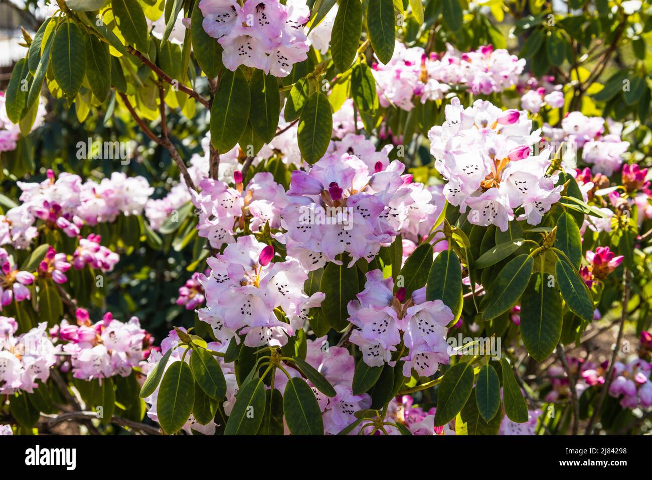 Rhododendron flowers grow and bloom in the botanical garden Stock Photo ...