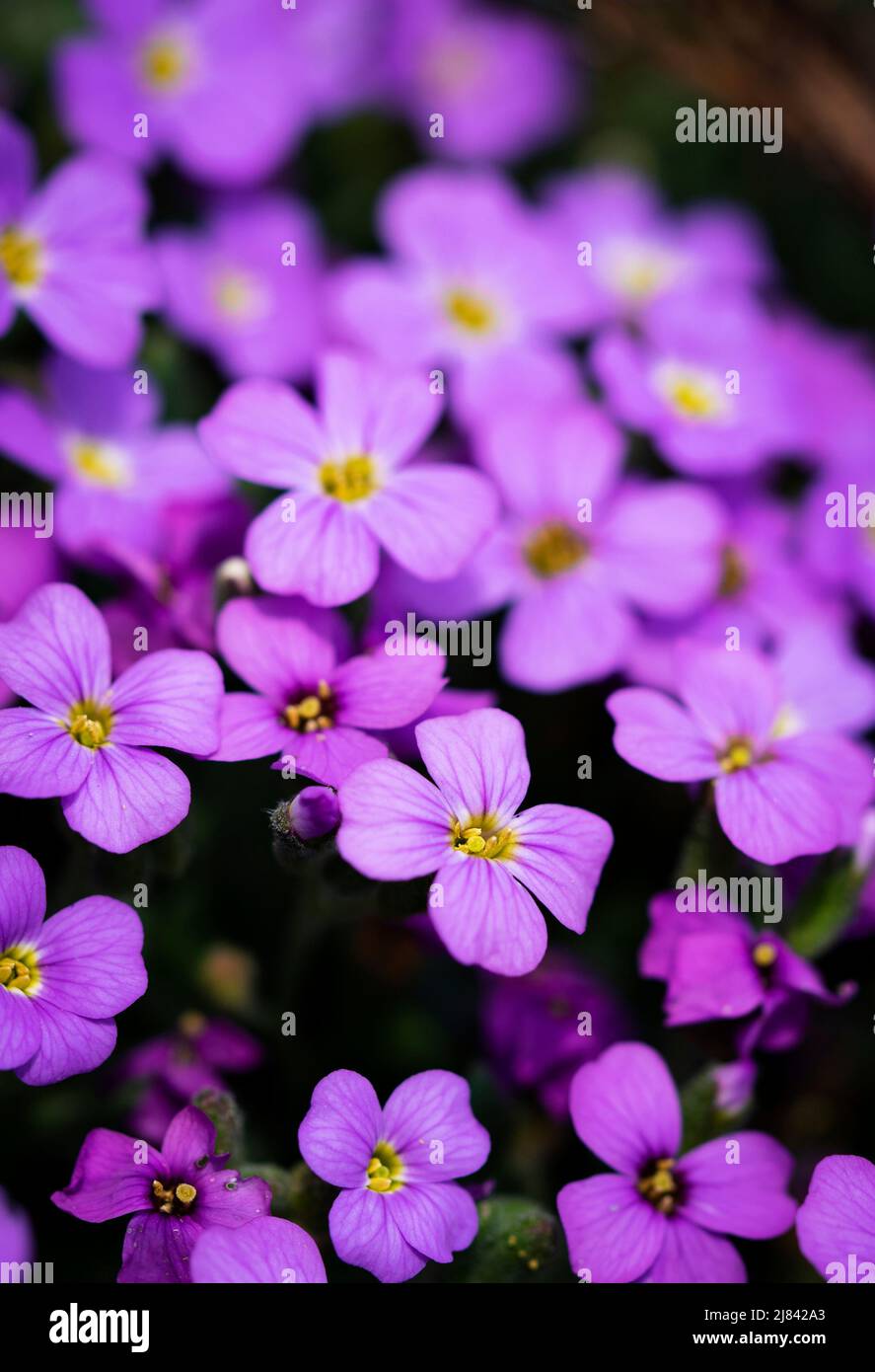 nature seasonal background a group of small purple flowers Stock Photo ...