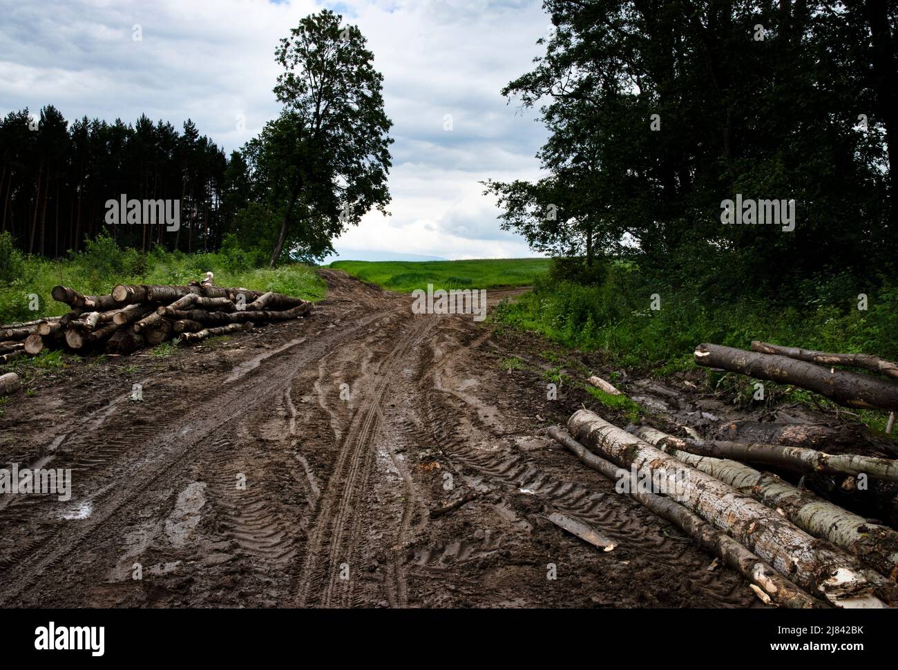 landscape background a muddy path through a deciduous forest Stock ...