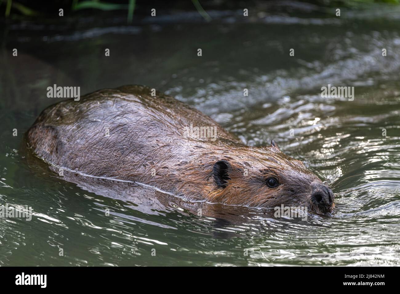 Castor fiber canadensis hi-res stock photography and images - Alamy