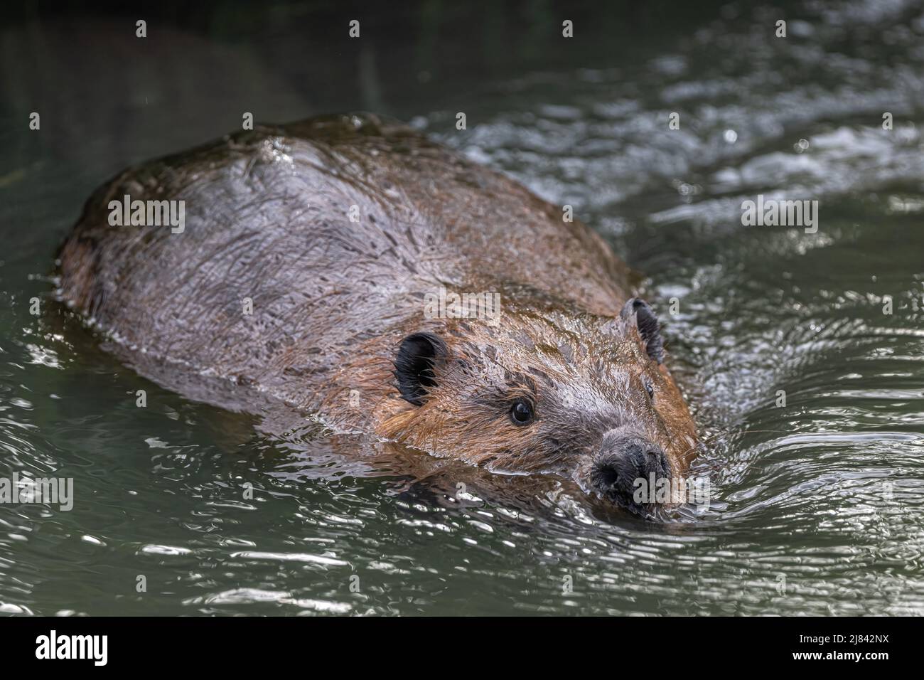 Swimming North American beaver (Castor canadensis Stock Photo - Alamy