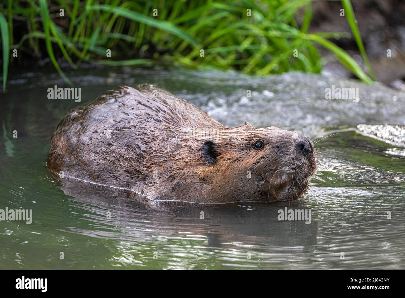 North american beaver castor fiber canadensis hi-res stock photography ...