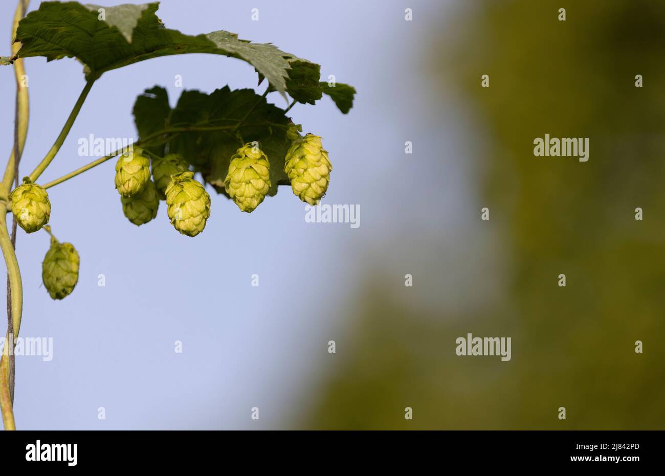 Focus on green cone-shaped flowers of the Humulus lupulus plant Stock ...