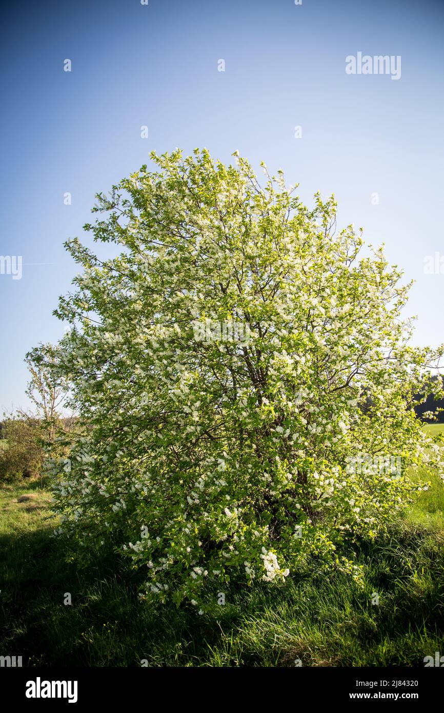 Bird cherry blooming (Prunus padus Stock Photo - Alamy