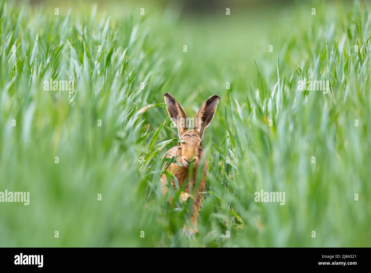 Real hares hi-res stock photography and images - Alamy