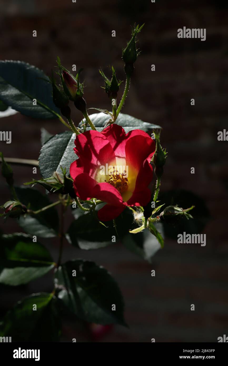 two-color flower with filament details or leaf and stem details Stock ...