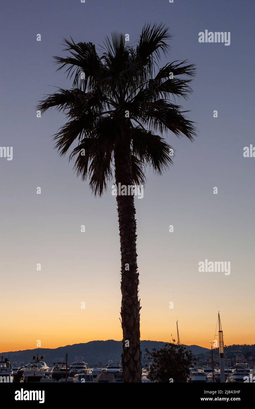Palm tree night light hi-res stock photography and images - Alamy