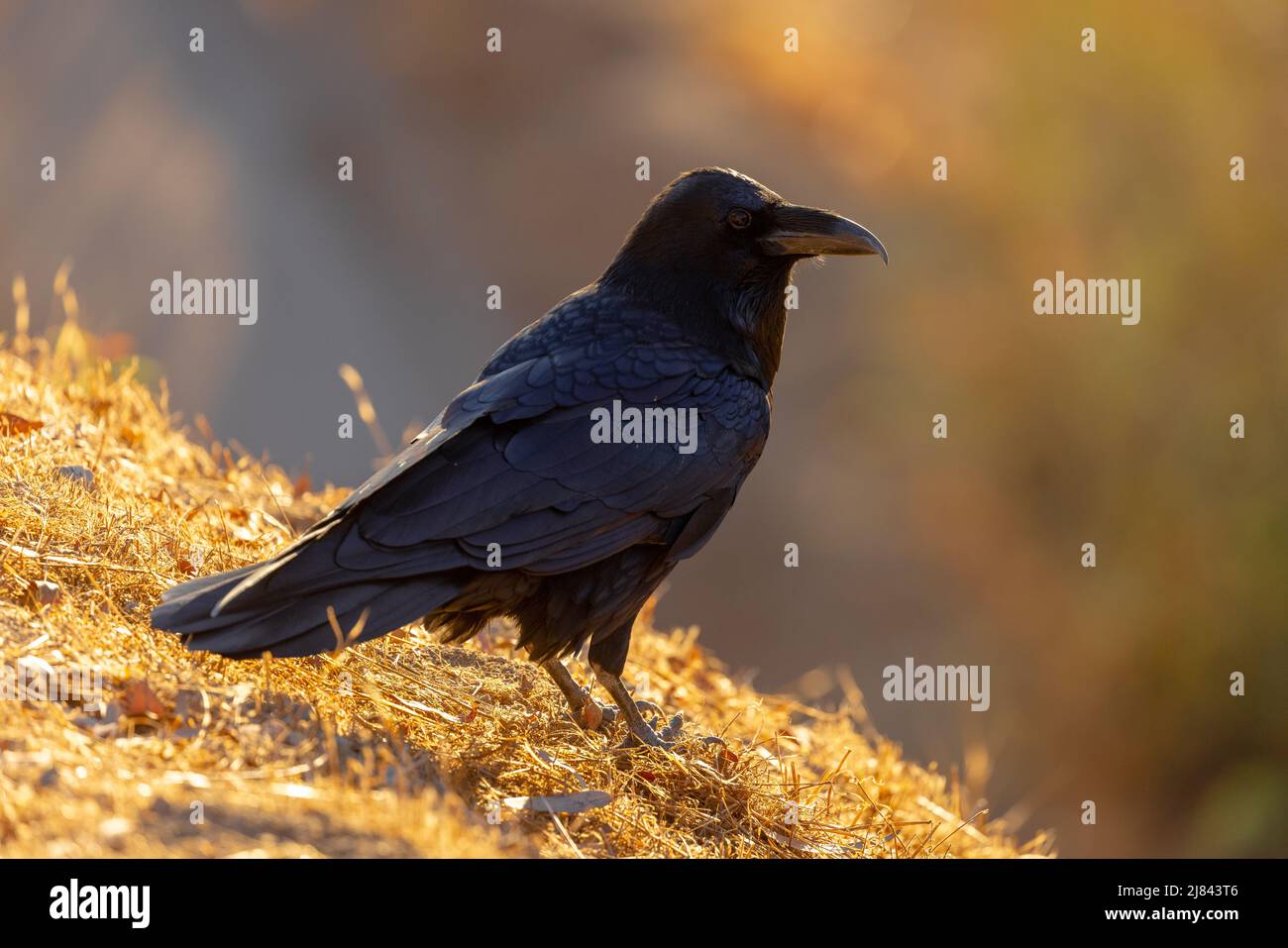 Male raven on the lookout Stock Photo - Alamy