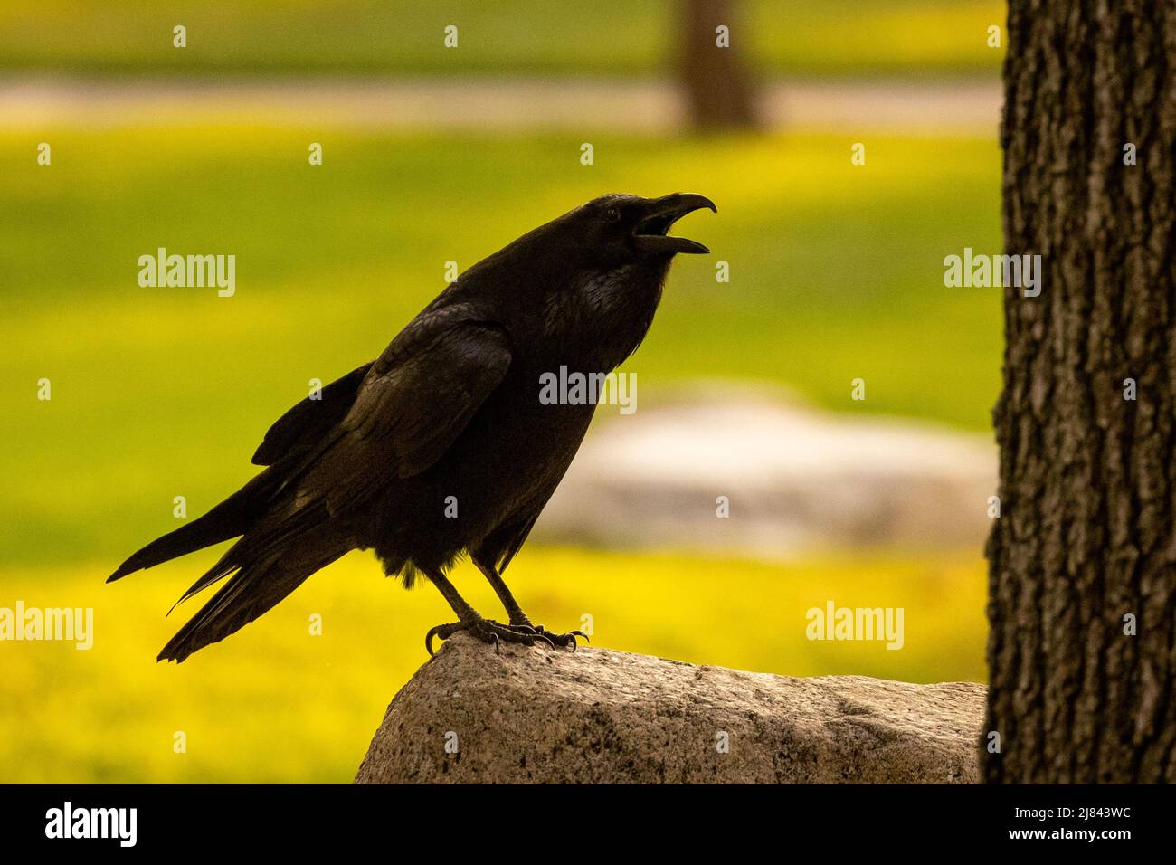 Ravens on pole hi-res stock photography and images - Alamy