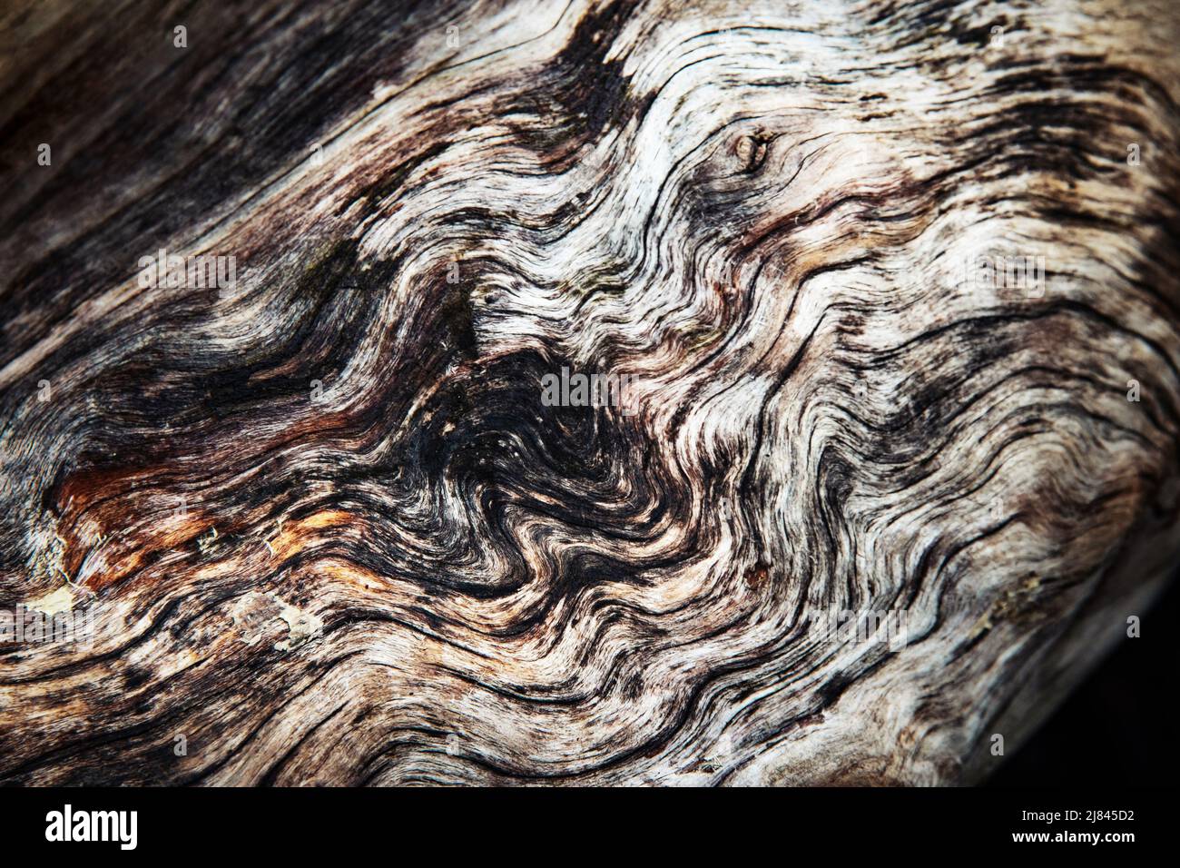 Tree wavy lines texture hi-res stock photography and images - Alamy
