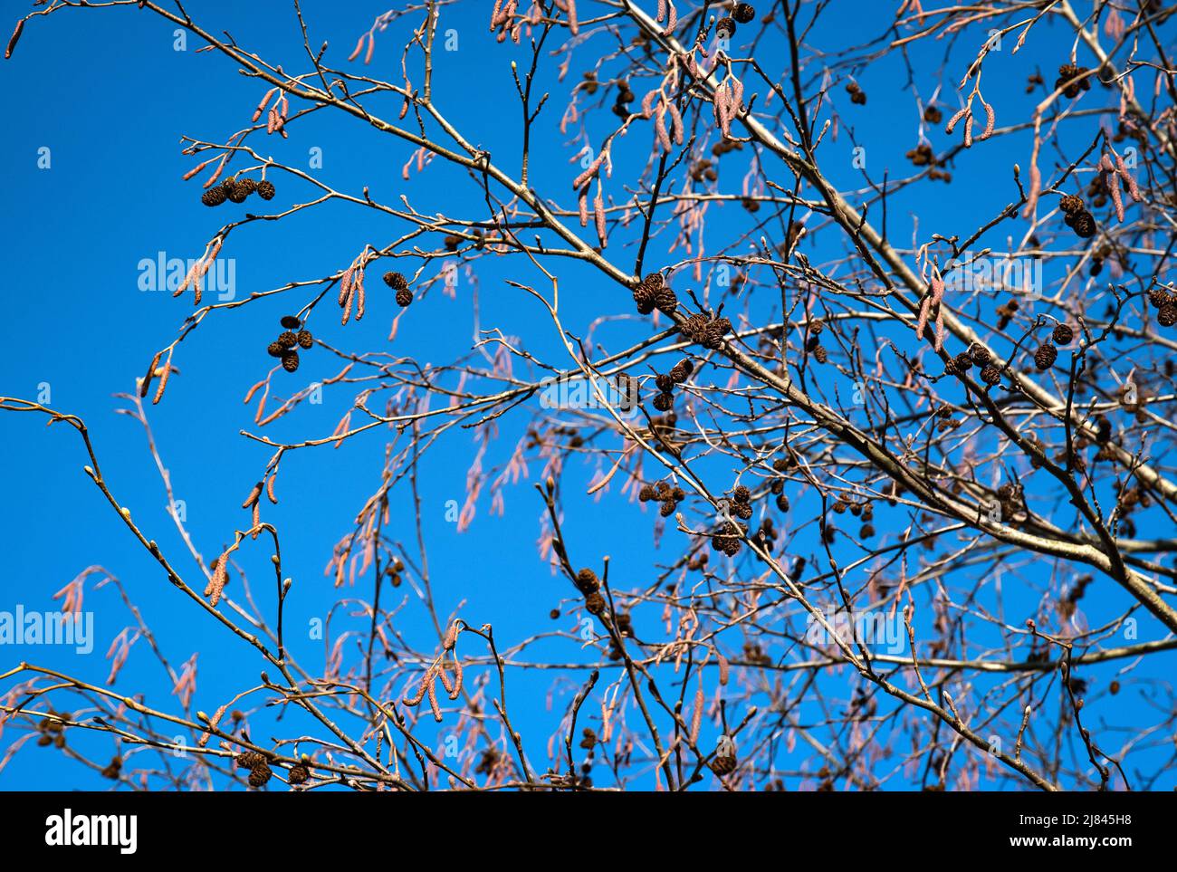 Twigs alder tree trees hi-res stock photography and images - Alamy