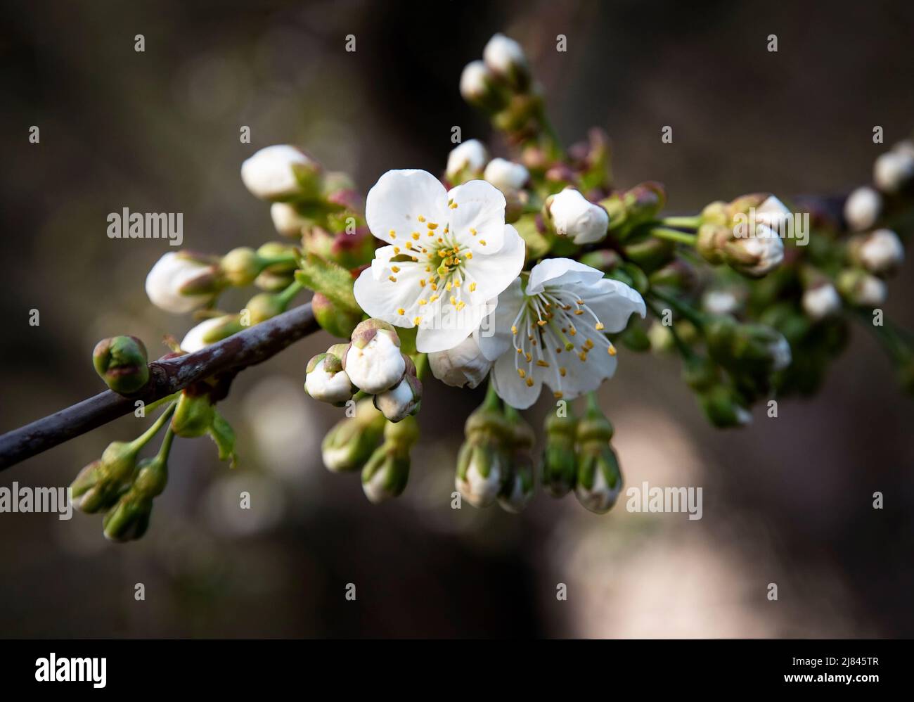 nature background apple twigs on white flower Stock Photo - Alamy