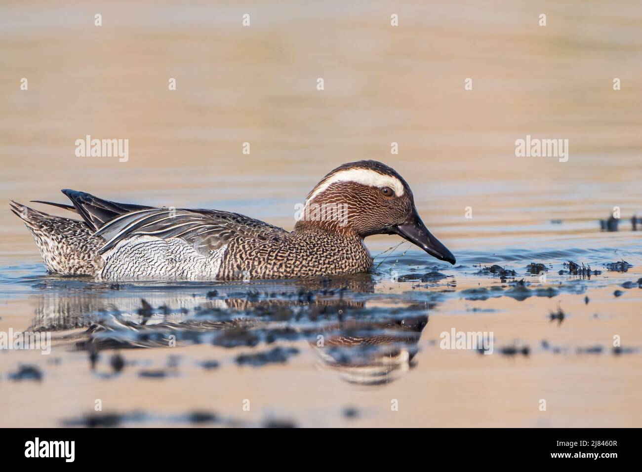 Garganey, Spatula querquedula, single drake swimming on water, Ultima ...