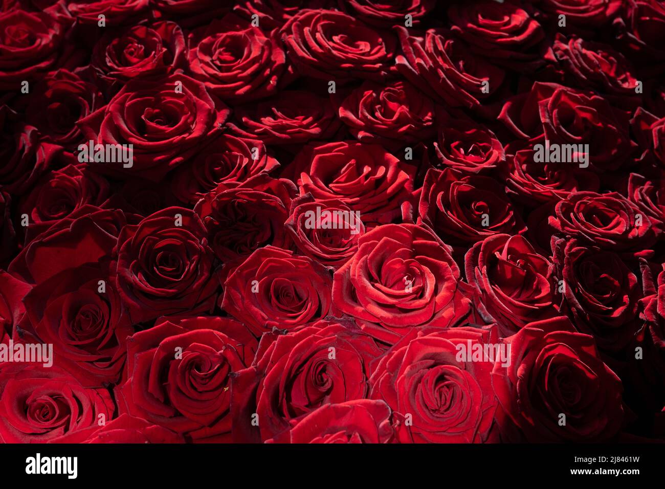 Many petal flower hi-res stock photography and images - Alamy