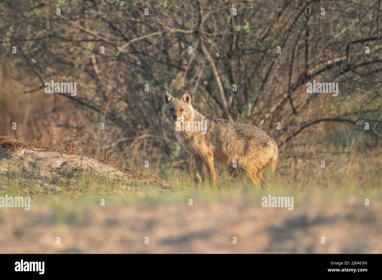 Golden Jackal, Canis aureus, single adult standing on short vegetation, Ultima Frontiera ...