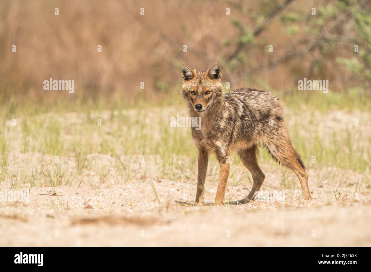 Golden Jackal, Canis aureus, single adult standing on short vegetation, Ultima Frontiera ...