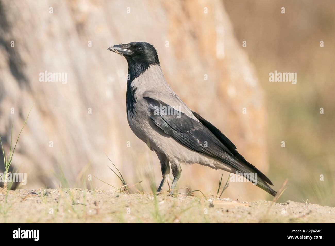 Digital omnivore image hi-res stock photography and images - Alamy